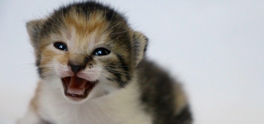 10 passos para deixar seu gato mais feliz